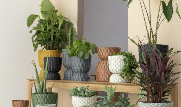 Estripa'm lanza su nueva página web para mejorar la experiencia del ...